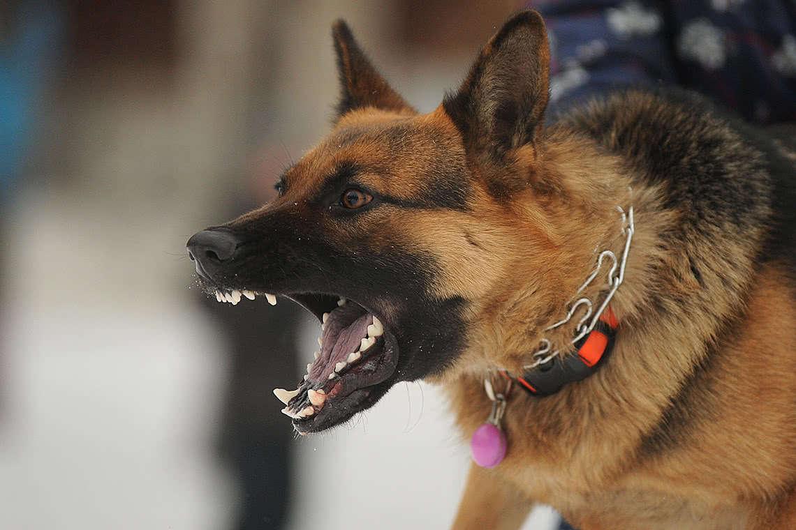 7 Steps to Take After a Dog Bite